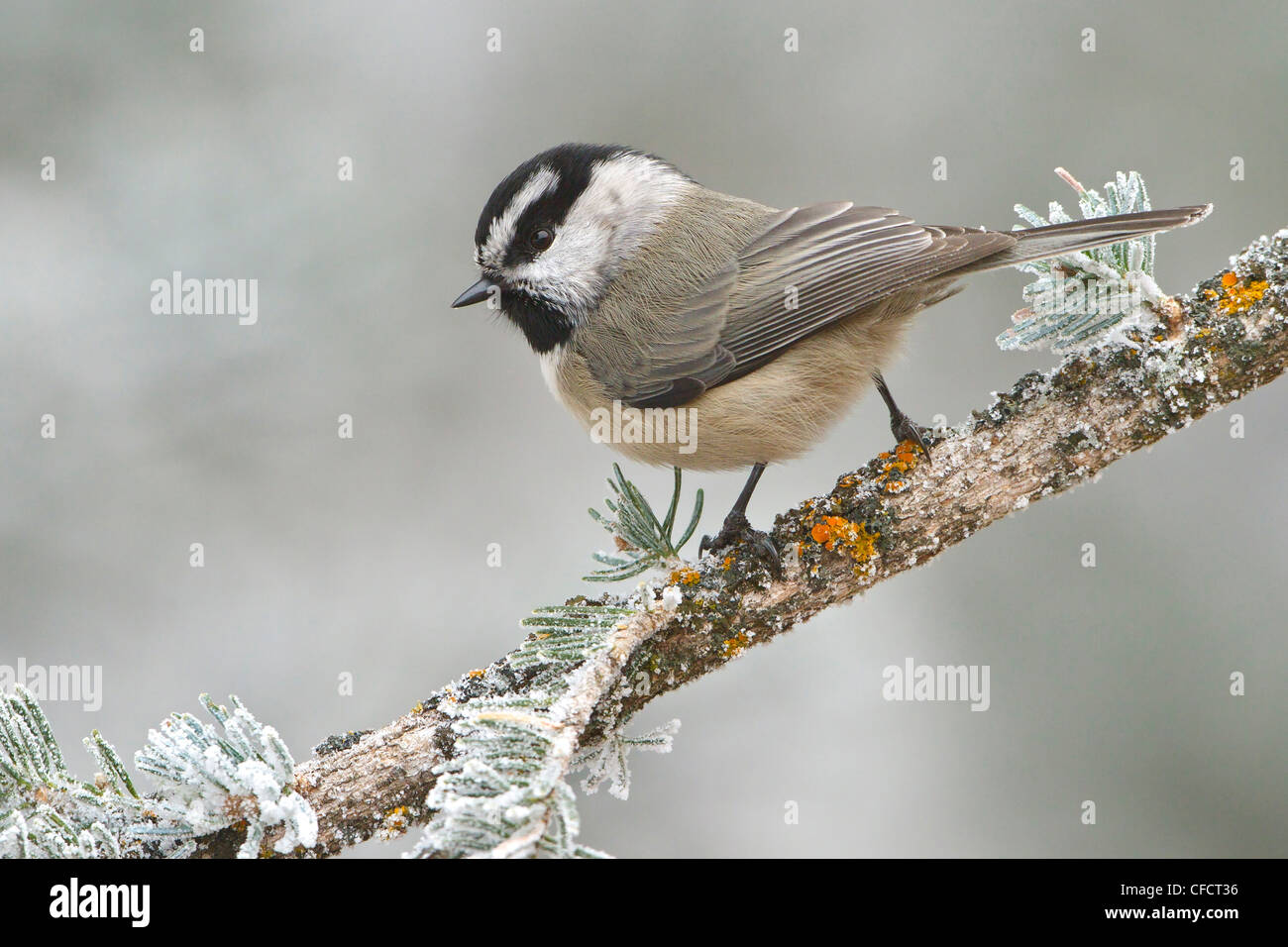 Mountain chickadees hi-res stock photography and images - Alamy