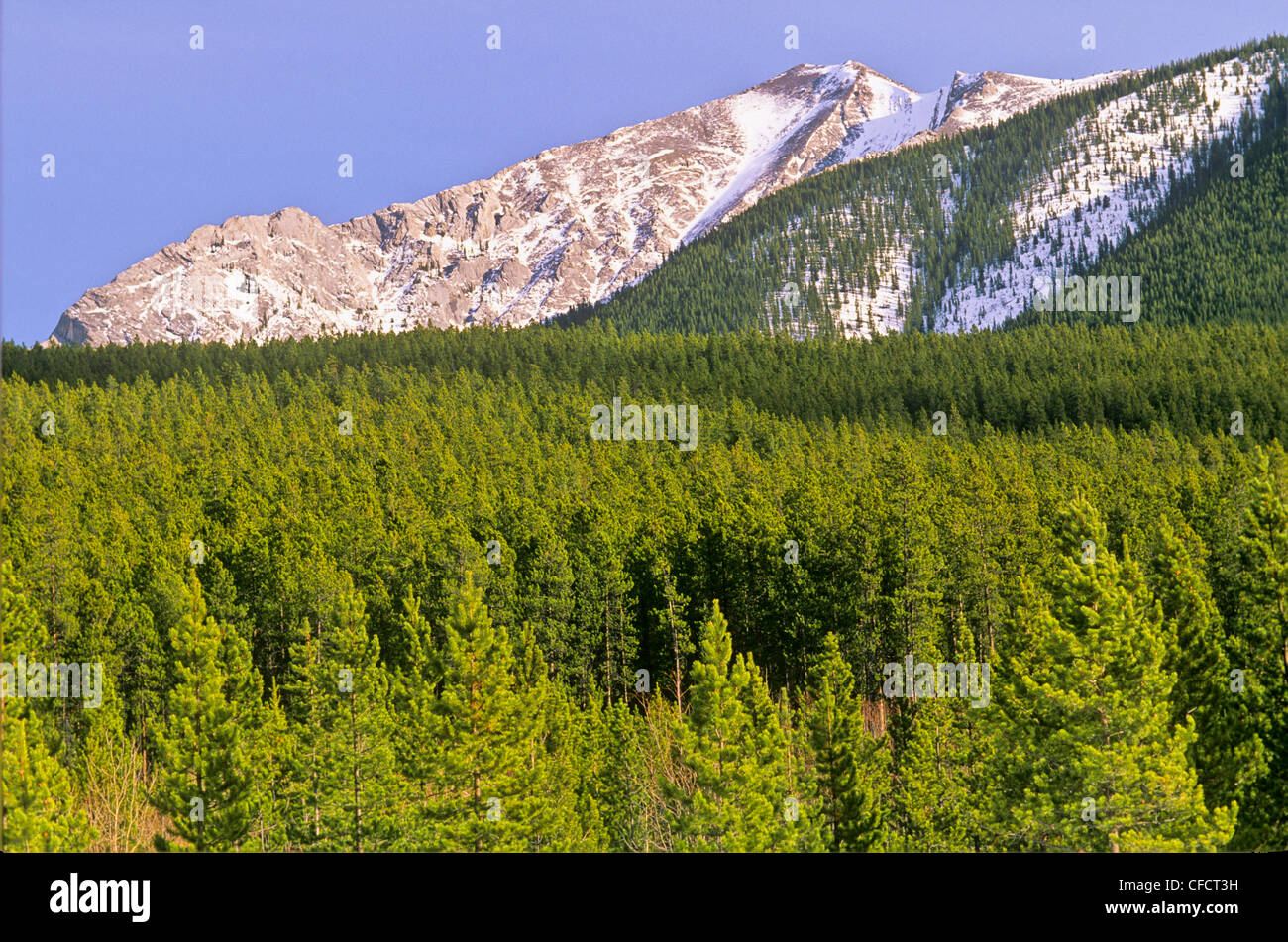 Mountain covered green forests hi-res stock photography and images - Alamy