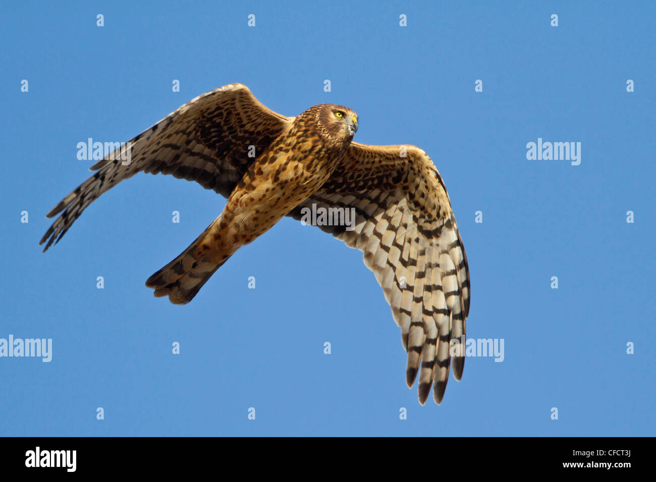 Flying circus mexico hi-res stock photography and images - Alamy