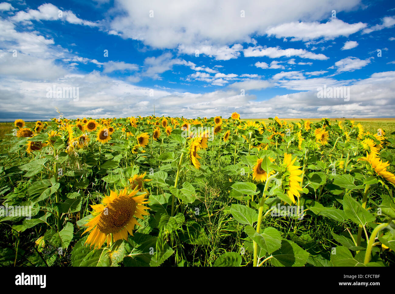 Sunflower Field, Ridge Road 221, Alberta, Canada Stock Photo - Alamy