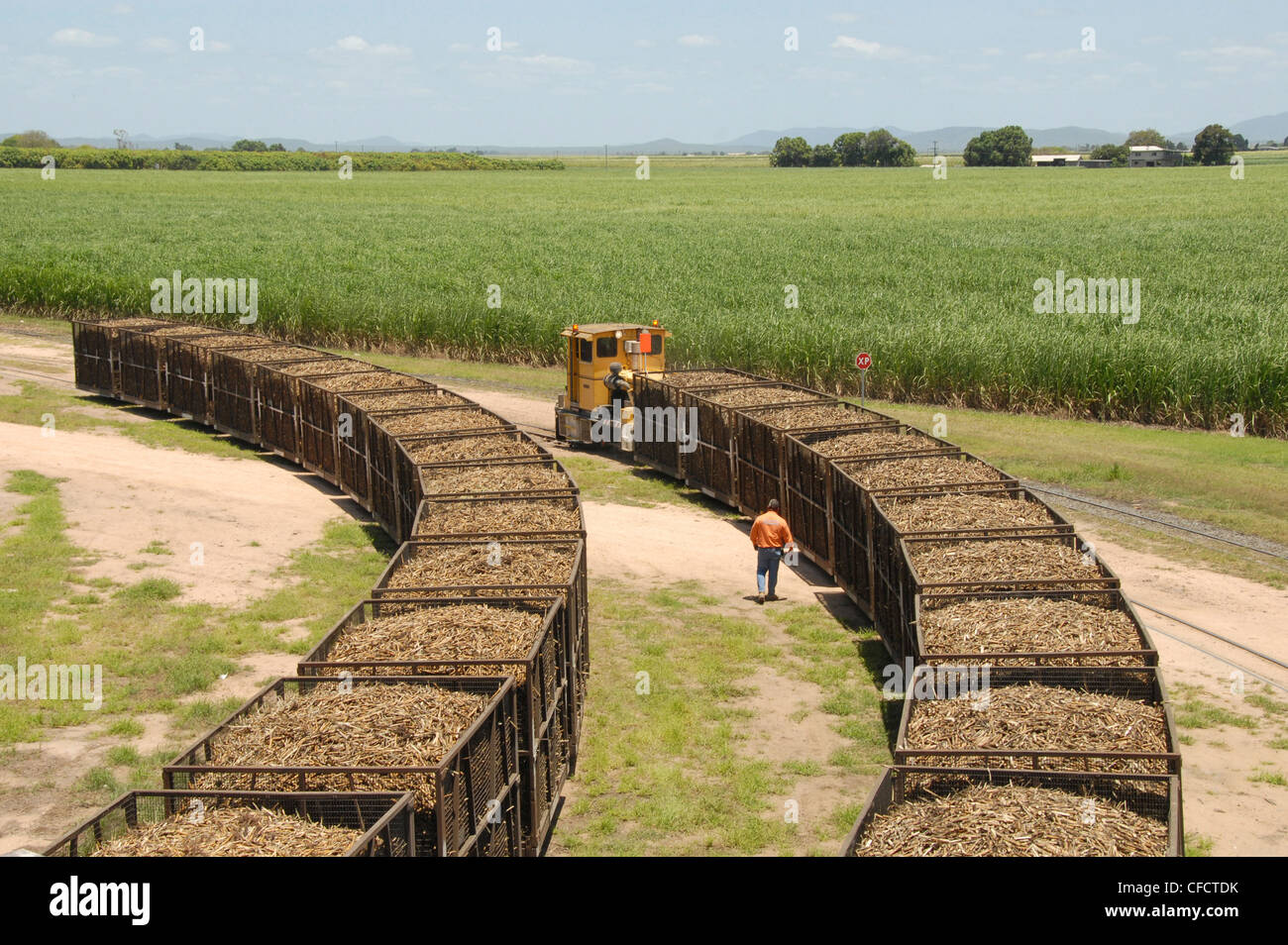 Machine-cut sugar cane in rail trucks outside mill, Ayr, Queensland ...