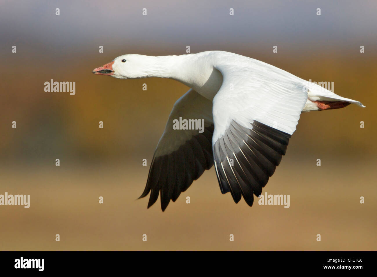 One snow goose in flight hi-res stock photography and images - Alamy