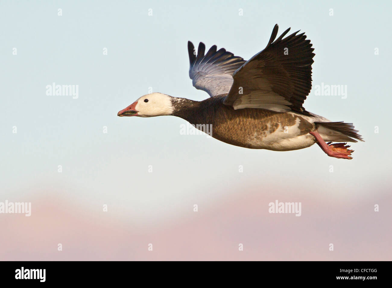 Blue goose hi-res stock photography and images - Alamy