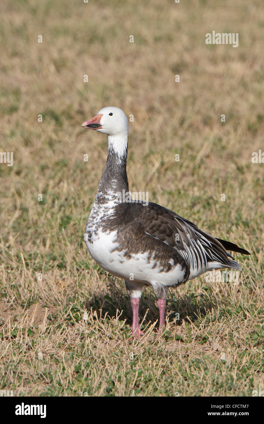 Blue goose hi-res stock photography and images - Alamy