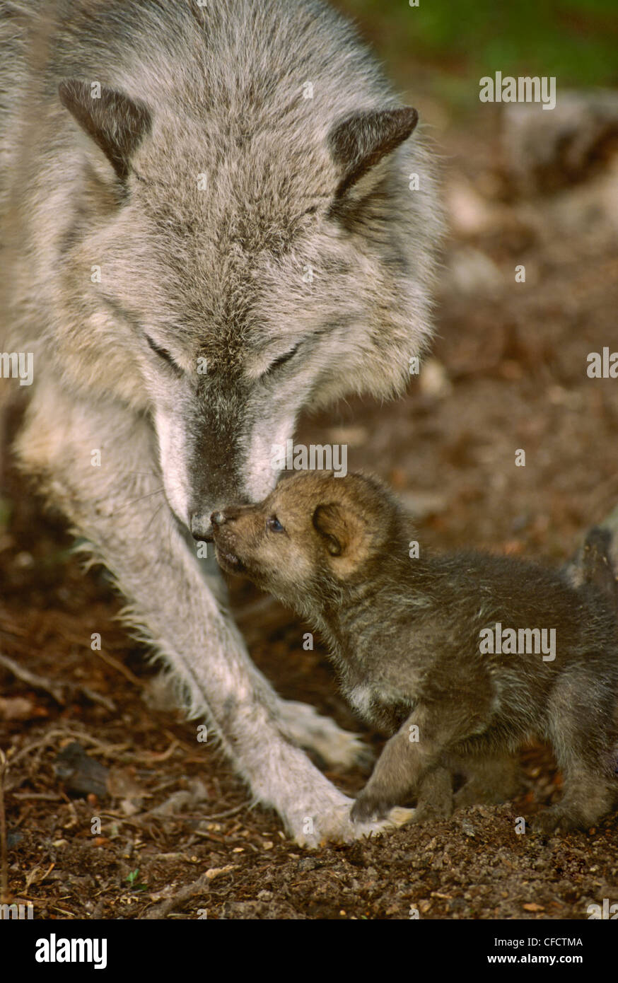 Gray wolf with young near den hi-res stock photography and images - Alamy