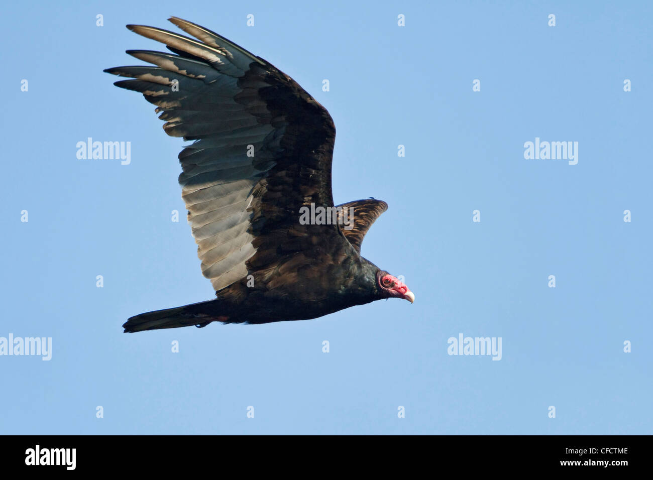 Turkey Vulture (Cathartes aura) during fall migration near Victoria ...