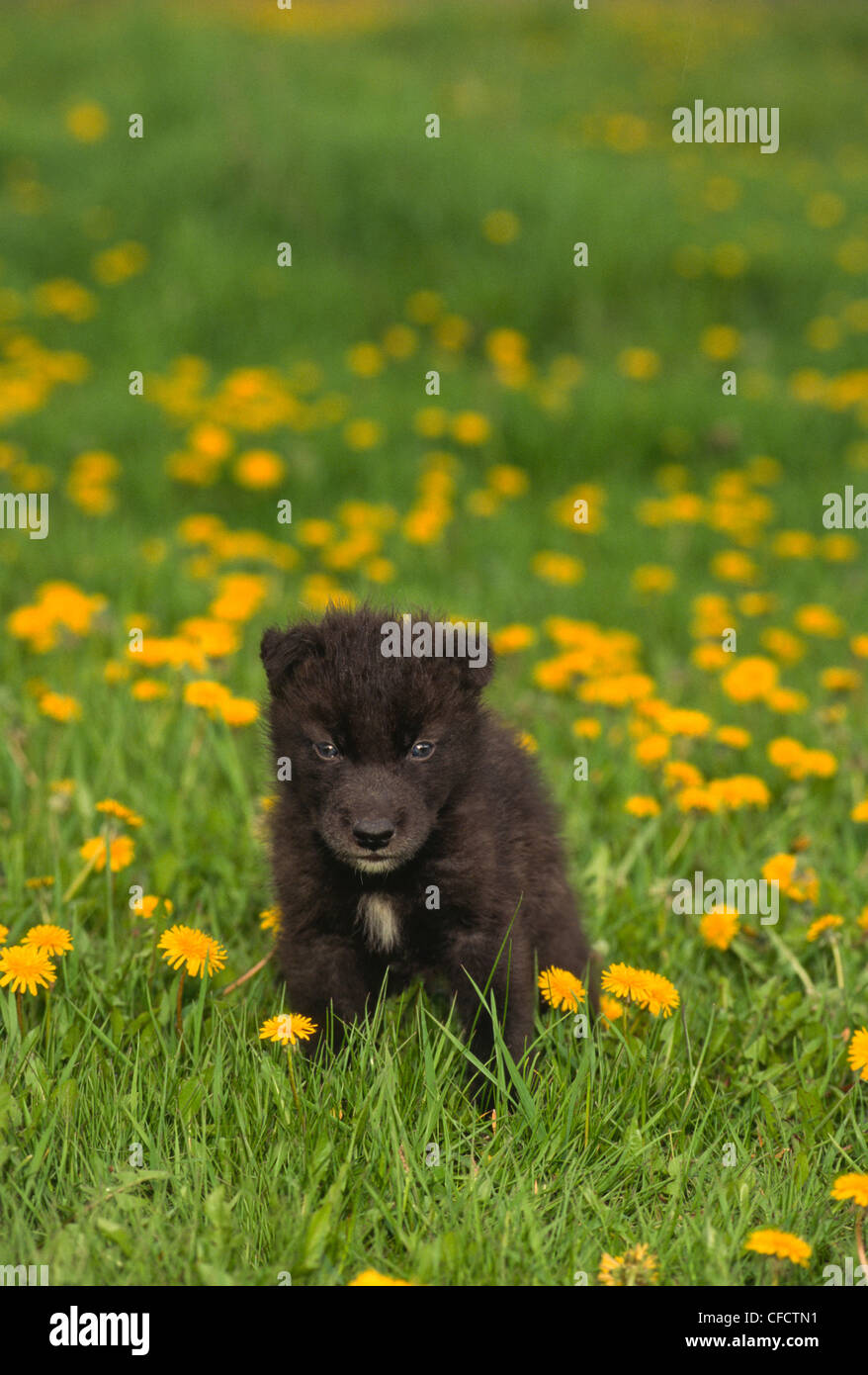 Wolf pup, (Canis lupus), 4 weeks old, in spring meadow with dandelions ...