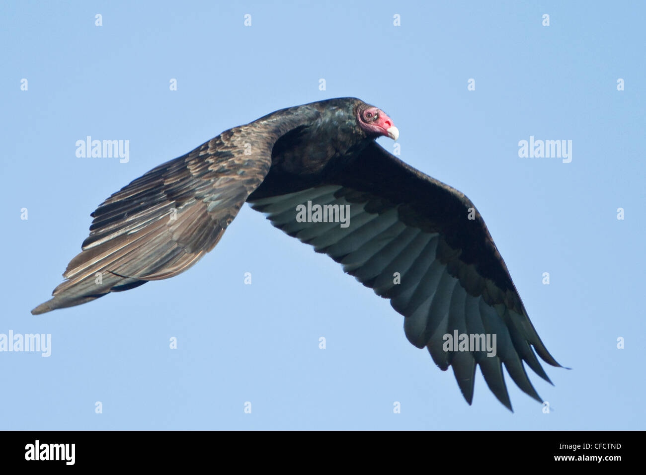 Turkey Vulture (Cathartes aura) during fall migration near Victoria ...