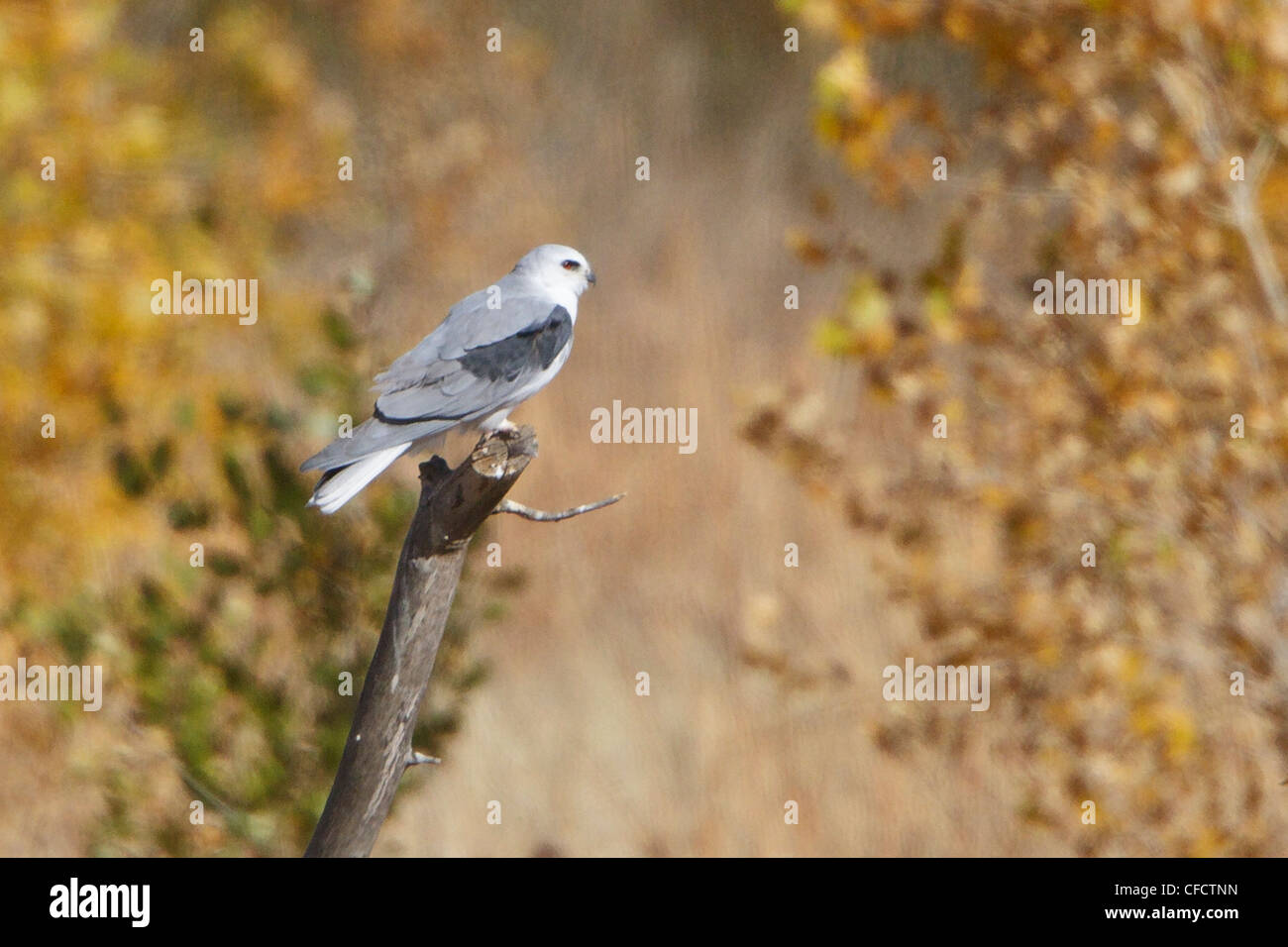 White-tailed Kite Elanus leucurus perched branch Stock Photo - Alamy
