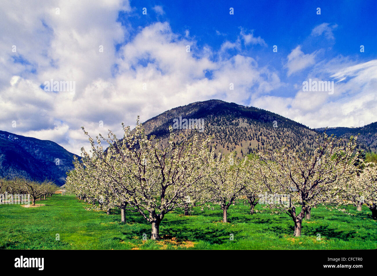 Apple orchard in bloom, Okanagan Valley, Osoyoos, British Columbia ...