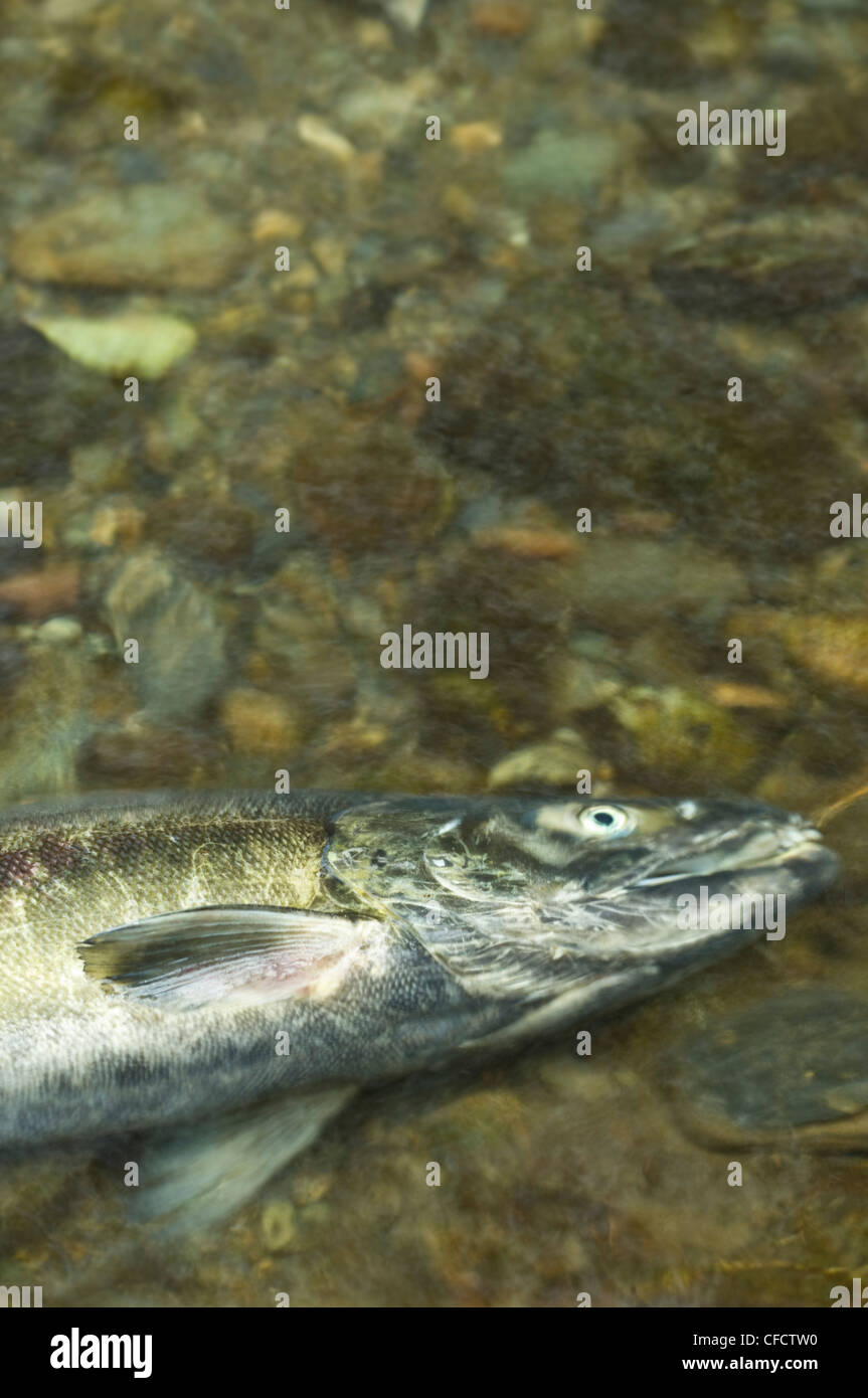 Chum salmon (Oncorhynchus keta) after spawning, Goldstream Provincial ...