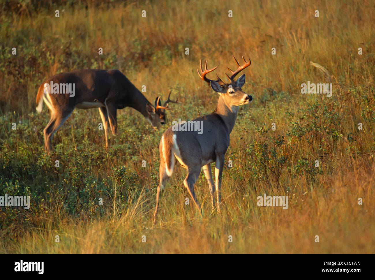 Two white tailed bucks hi-res stock photography and images - Alamy