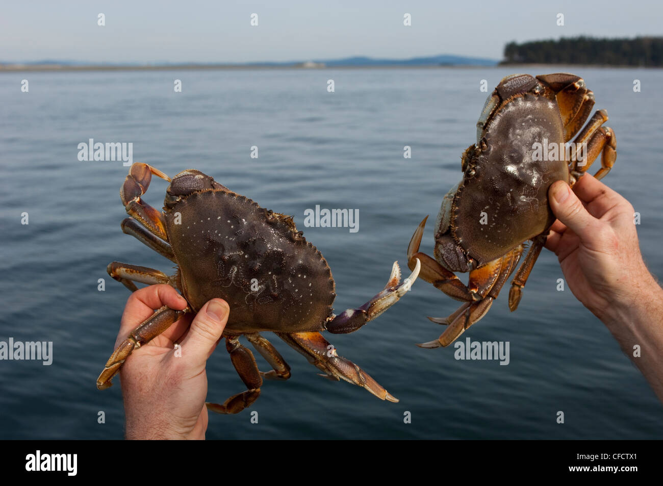 Recreational capture of Dungeness crab (Cancer magister) at Sidney Spit ...