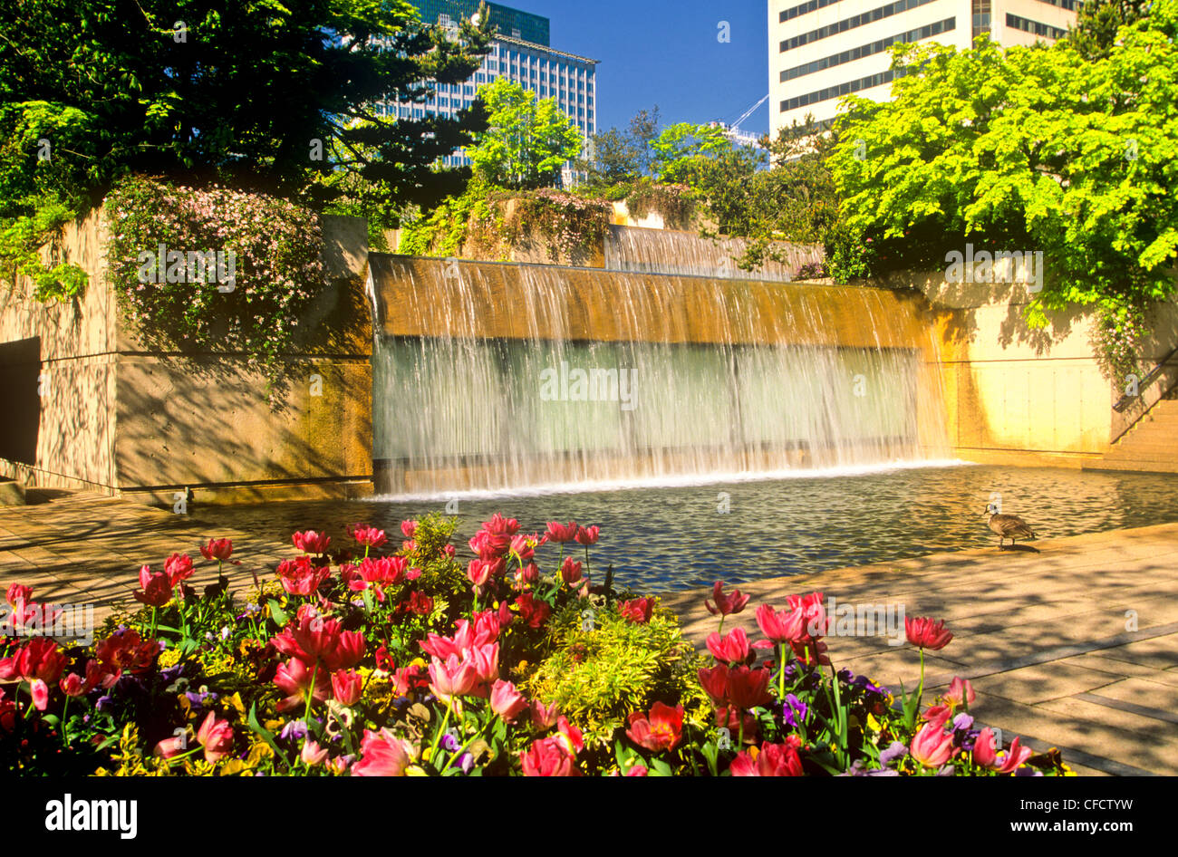 Robson square tree vancouver hi-res stock photography and images - Alamy