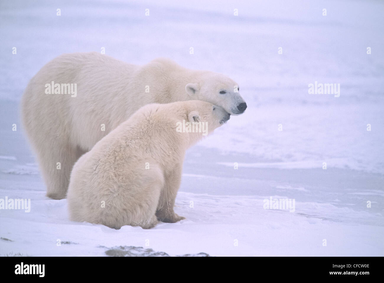 Polar bear cub nuzzles mother, (Ursus maritimus) November, near ...