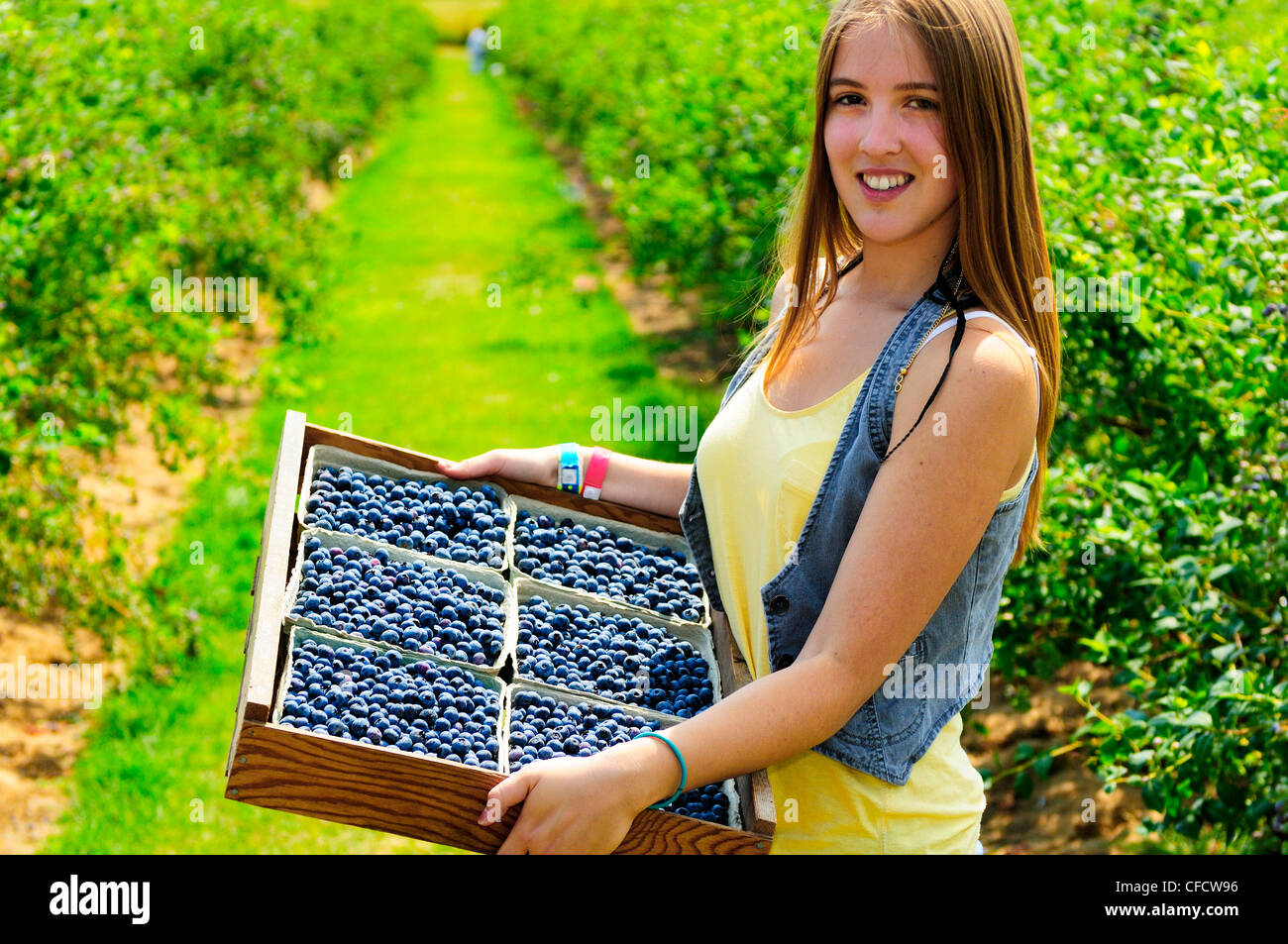 Emily Armour (model release) holding a flat of fresh picked blueberries ...