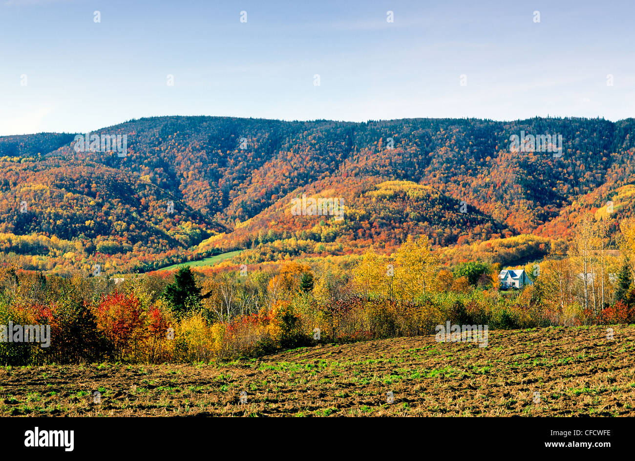 Fall foliage, Maria, Quebec, Canada Stock Photo - Alamy