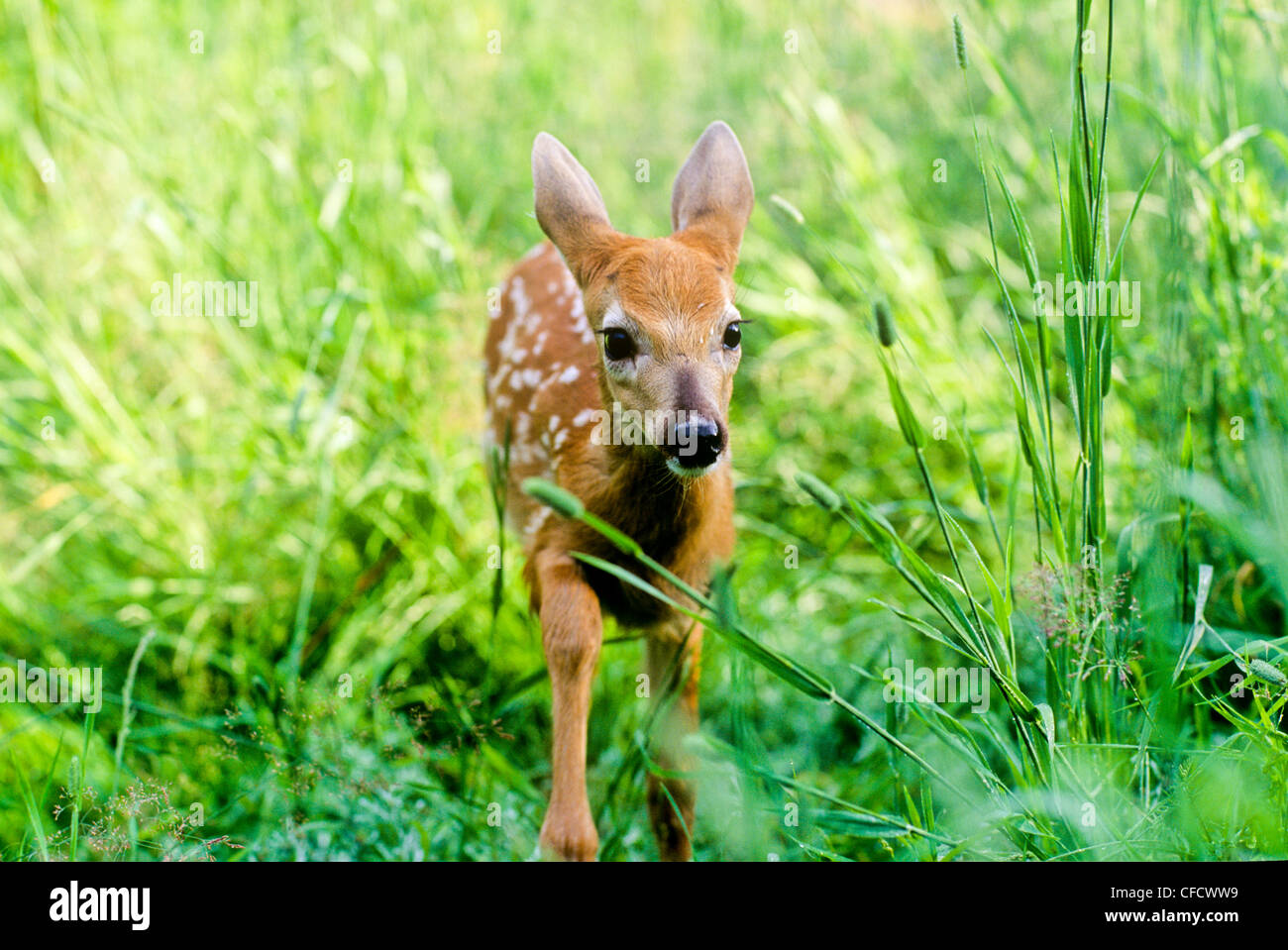 One white tailed deer hi-res stock photography and images - Alamy