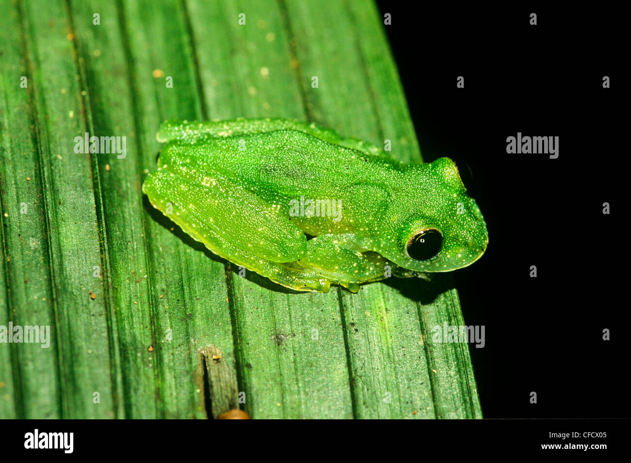 Hyalinobatrachium hi-res stock photography and images - Alamy