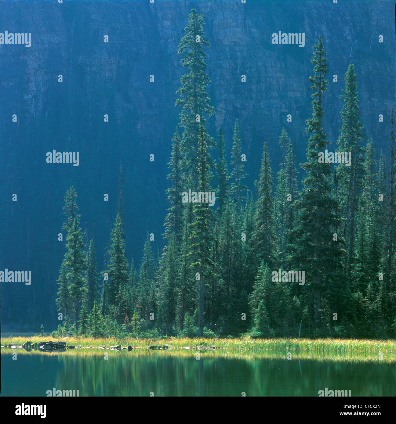 Picea engelmannii hi-res stock photography and images - Alamy