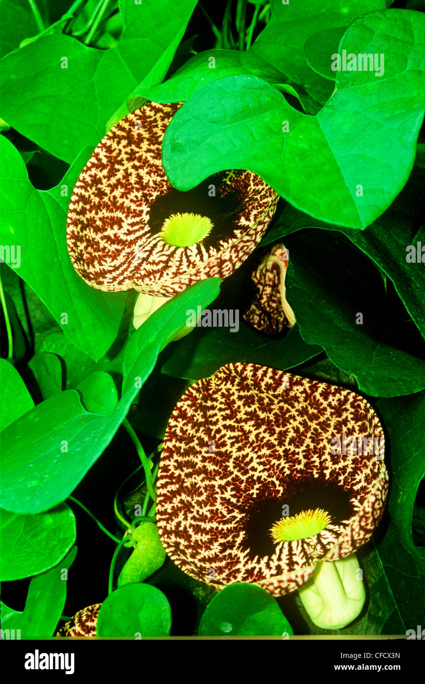 Calico Flower, (Aristolochia littoralis Stock Photo - Alamy
