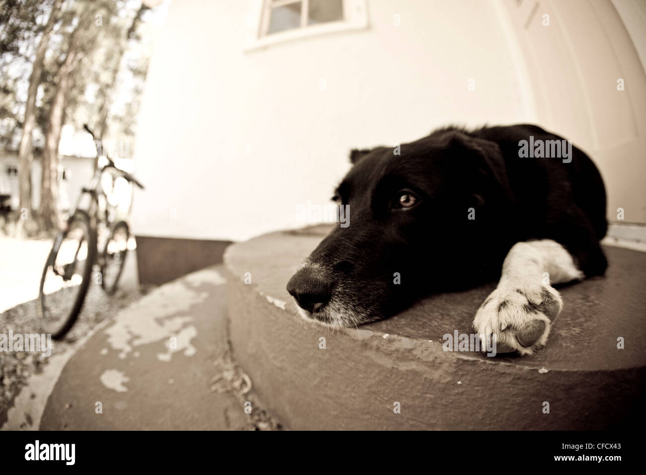 Porch dog hi-res stock photography and images - Alamy