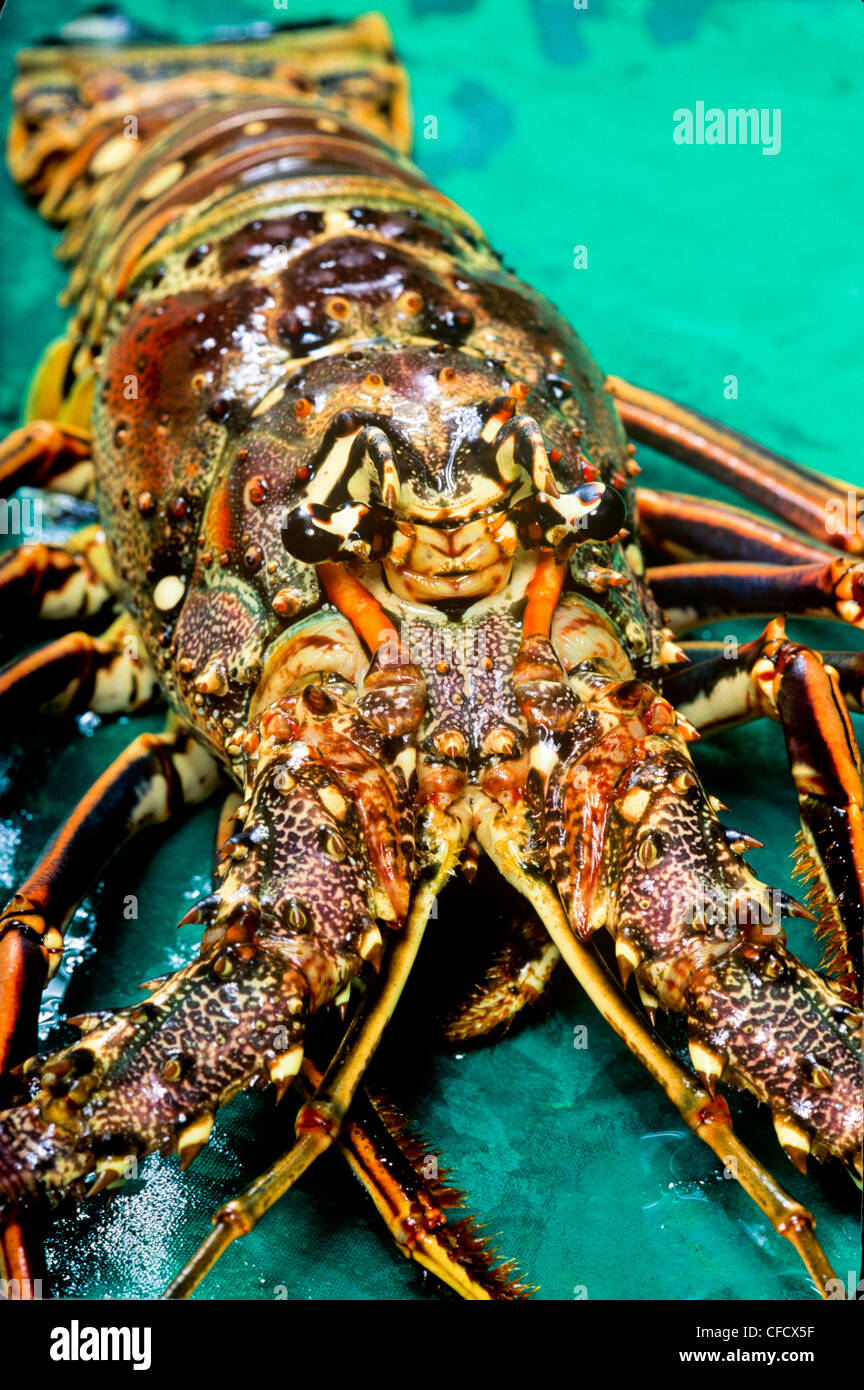 Argas hi-res stock photography and images - Alamy