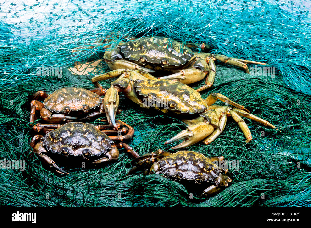 Carcinus hi-res stock photography and images - Alamy