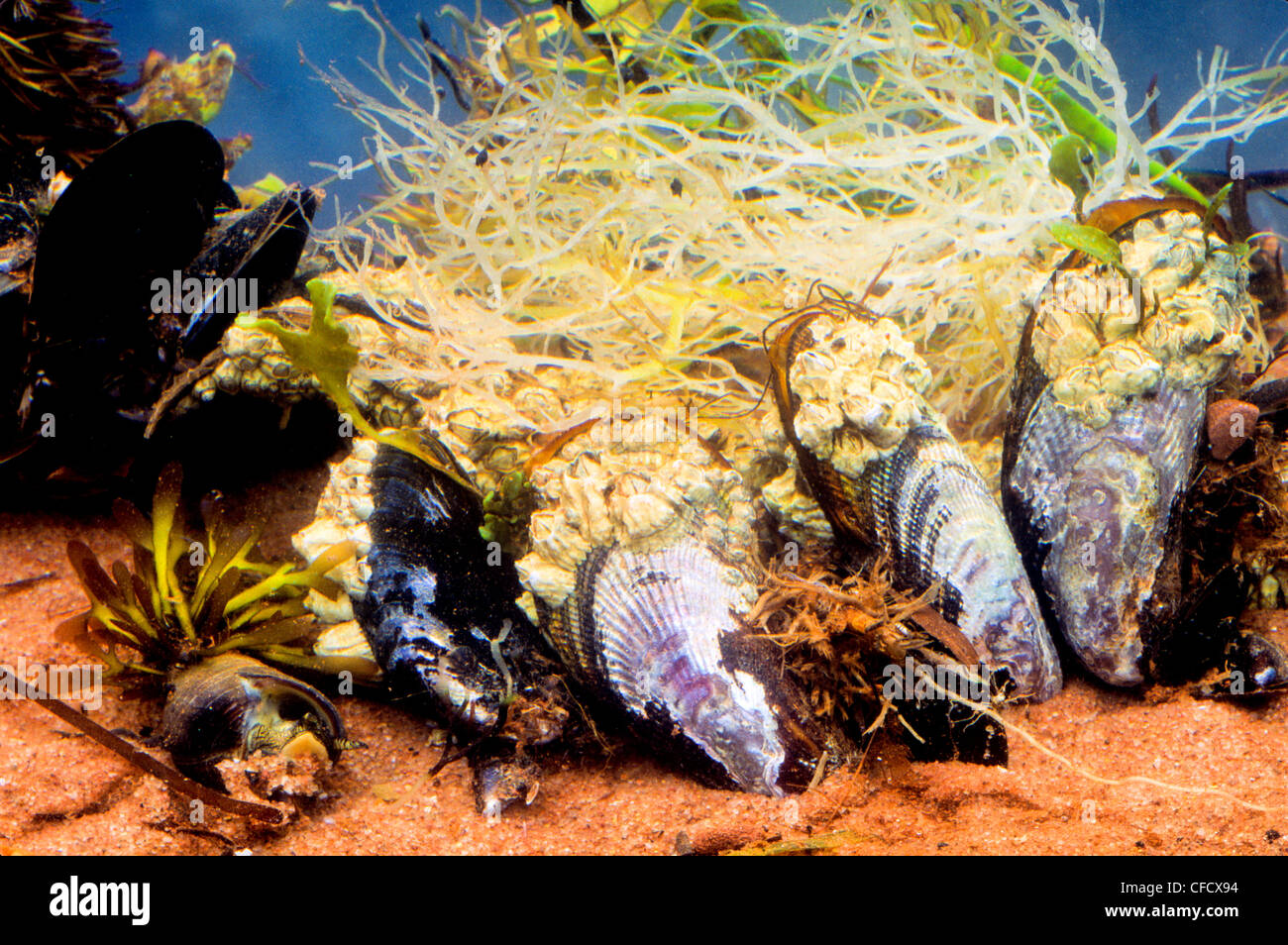 Blue Mussel, (Mytilus edulis Stock Photo - Alamy
