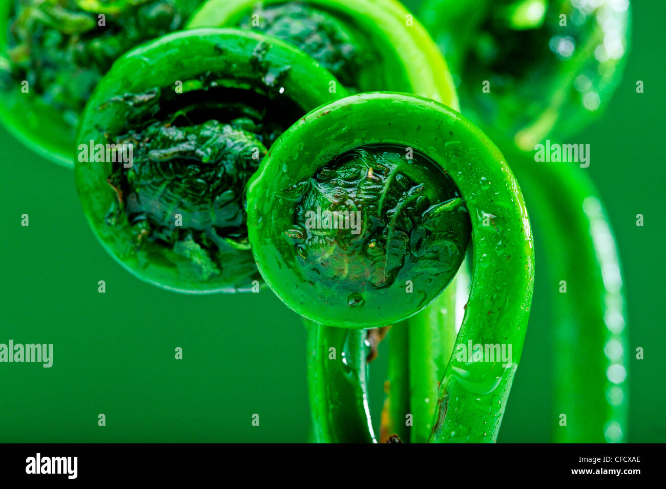 Curled fern fiddleheads hi-res stock photography and images - Alamy