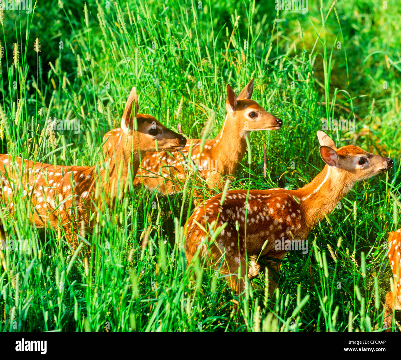 White-tailed Deer fawns (Odocoileus virginianus Stock Photo - Alamy