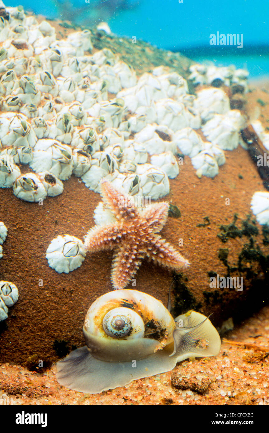 Moon Snail, , (Lunatia heros) Forbes' Sea Star (Asterias forbesi ) and ...