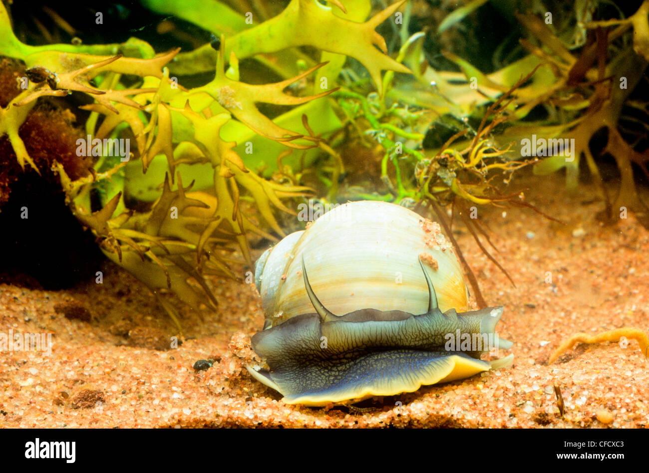 Lunatia heros hi-res stock photography and images - Alamy