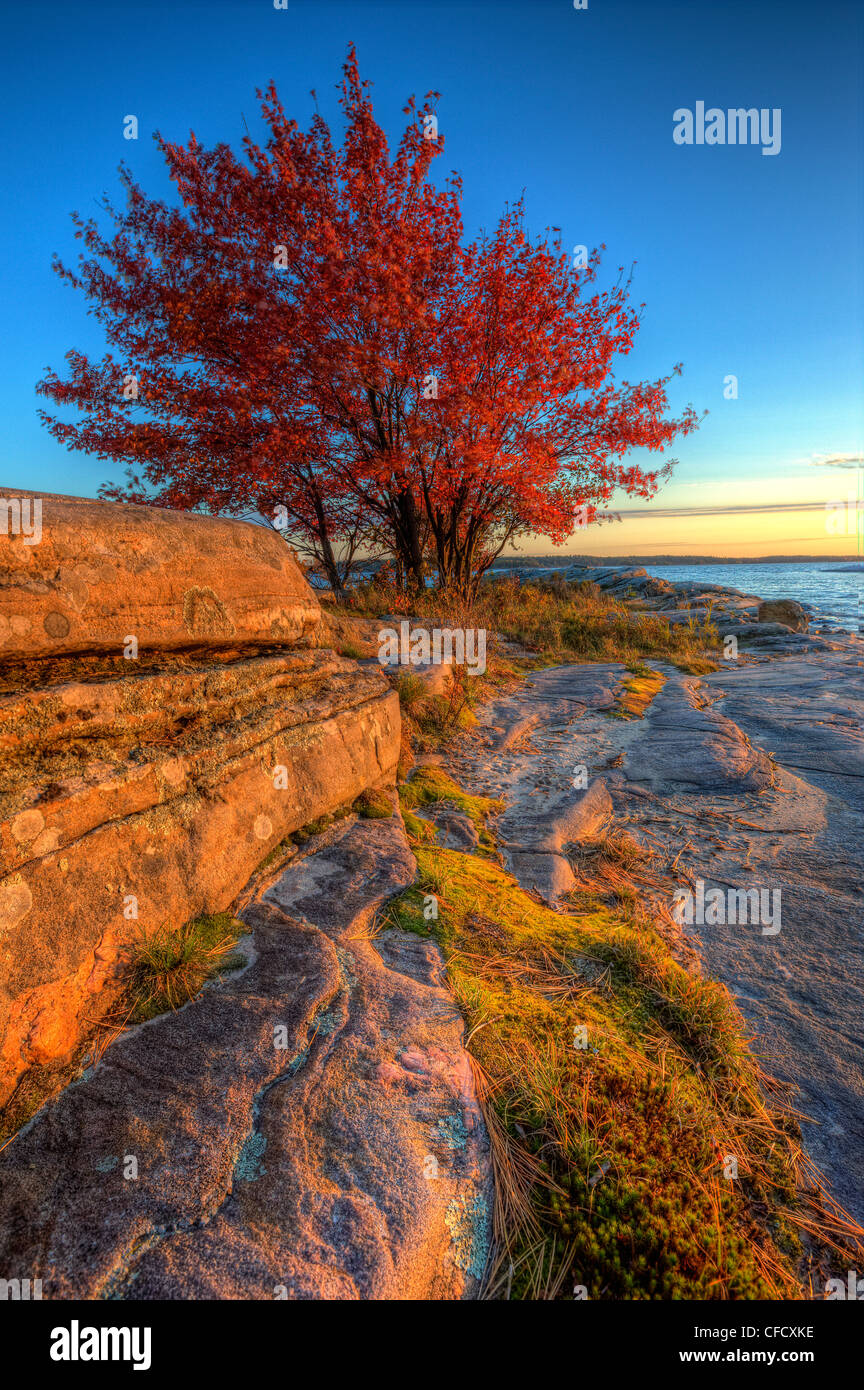 Tree with red foliage on the shores of Georgian Bay, Killbear ...