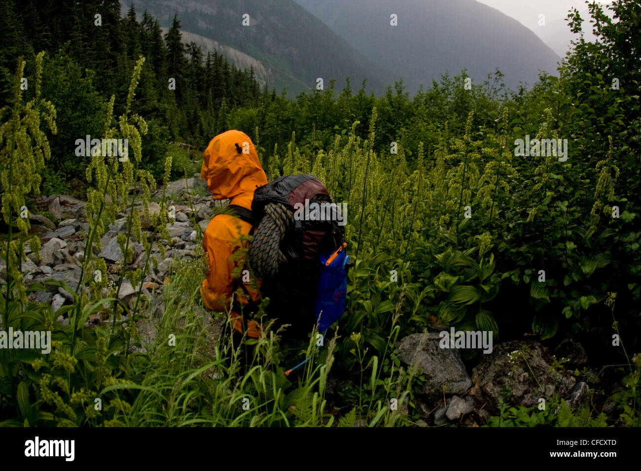 A male moutain climber descending after climbing Mt. Sir Donald ...