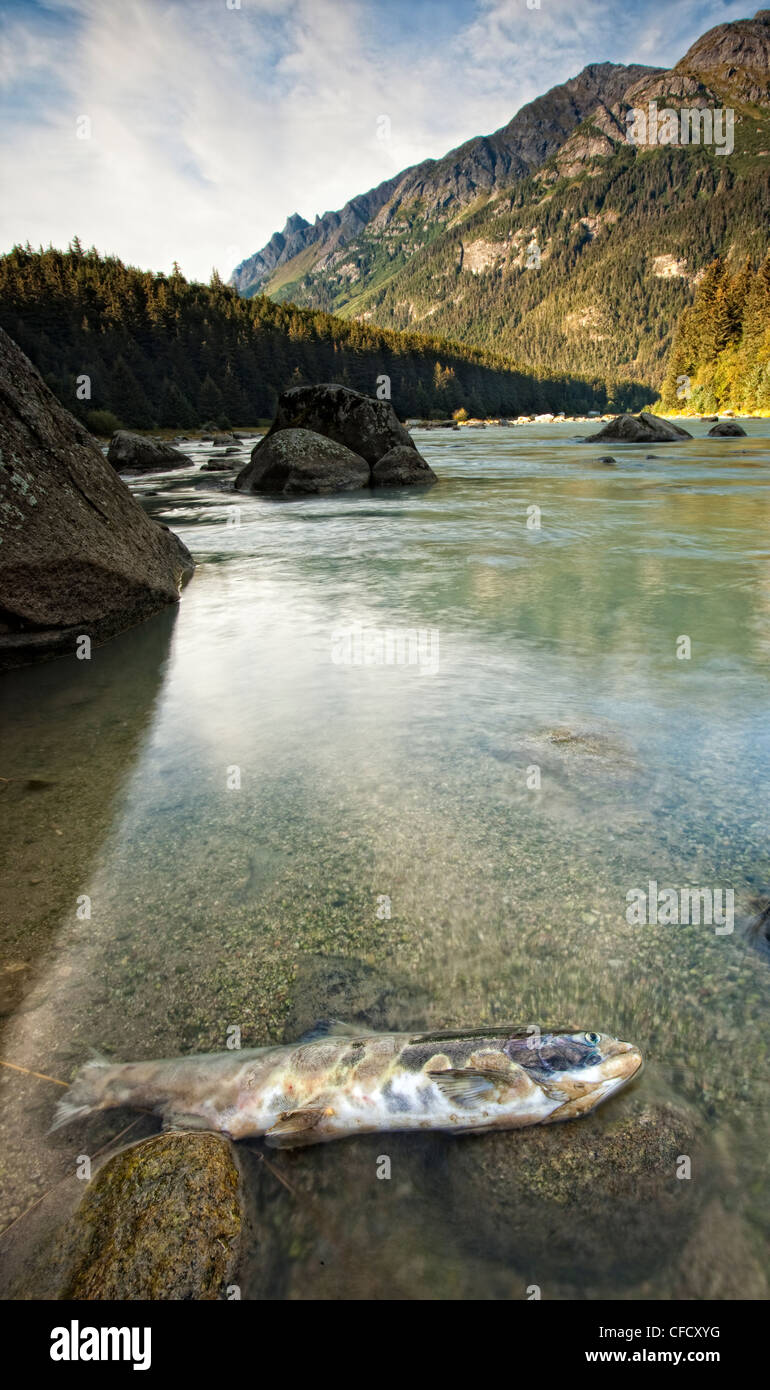 Decaying salmon hi-res stock photography and images - Alamy