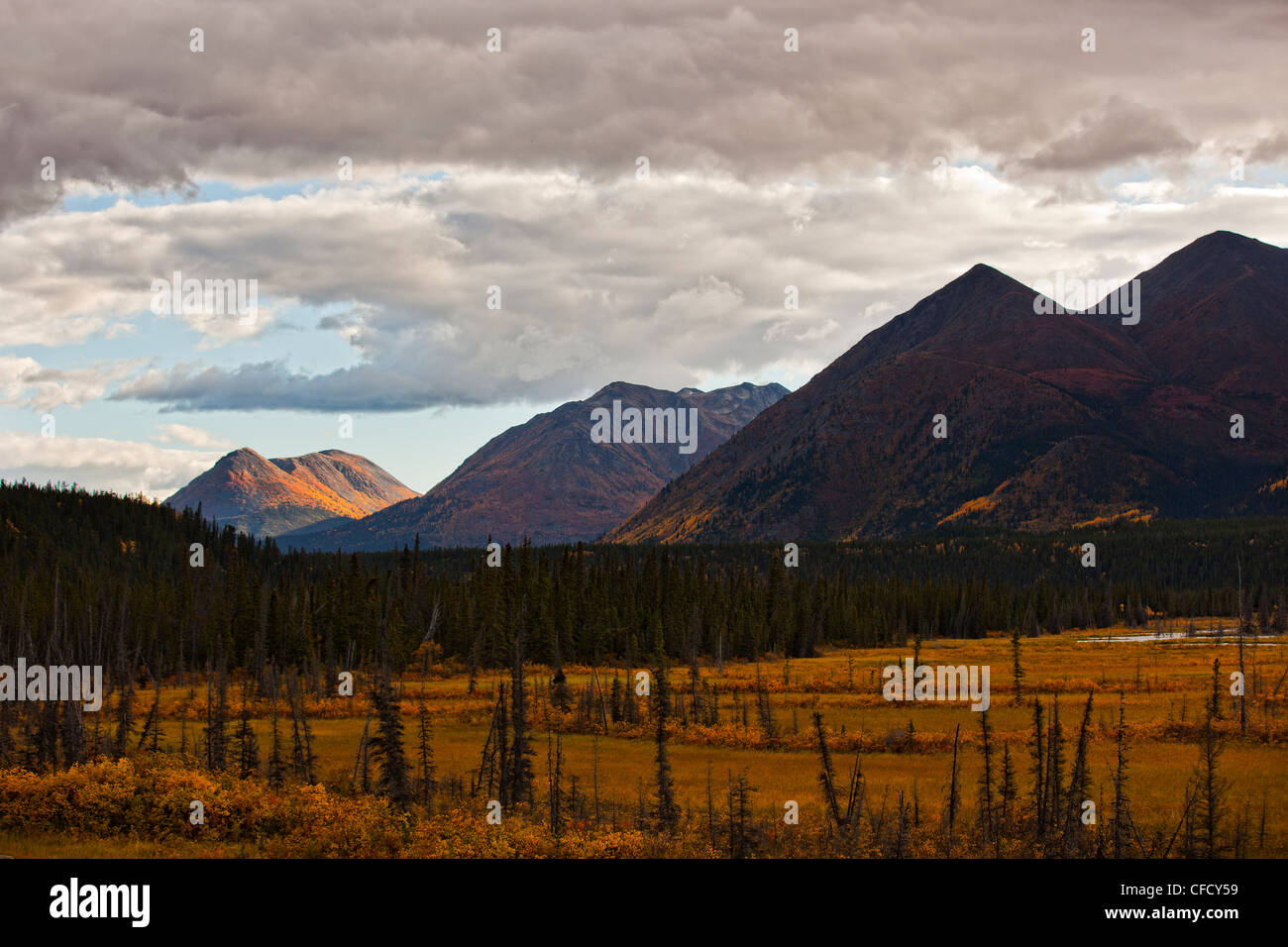 Fall foliage along the Annie Lake Road, Yukon, Canada Stock Photo - Alamy