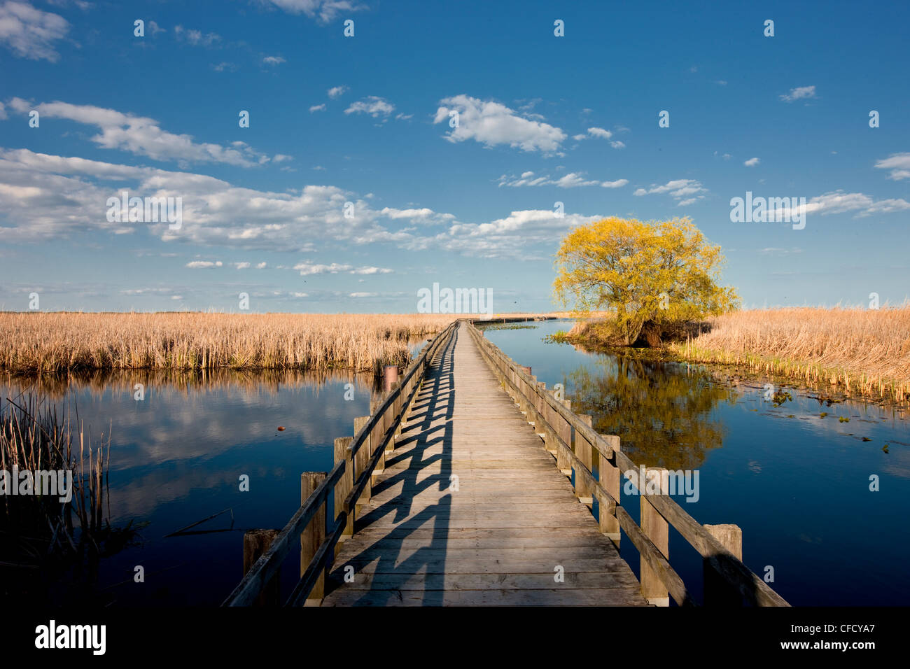 Marsh boardwalk trail, Point Pelee National Park, Essex County, Ontario ...
