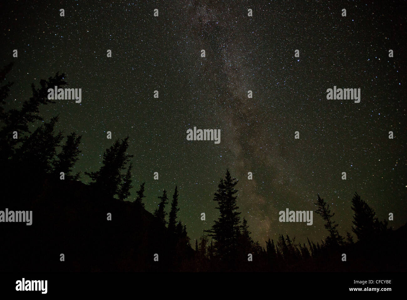 Stars over trees hi-res stock photography and images - Alamy