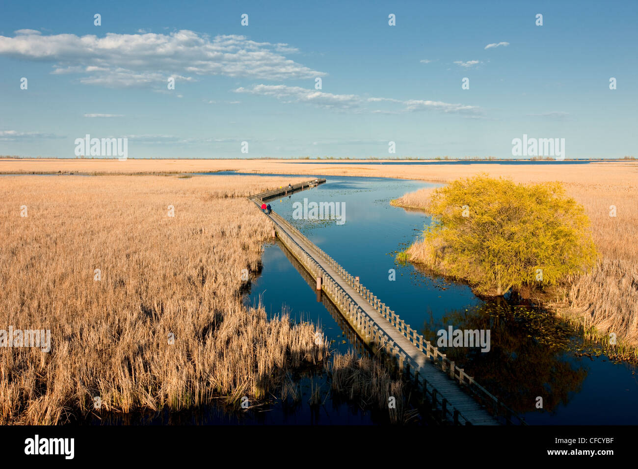 Canada Geese, Marsh boardwalk trail, Point Pelee National Park, Essex ...