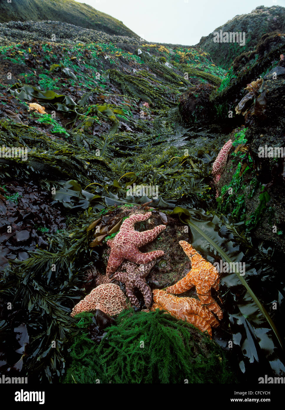 Intertidal fish hi-res stock photography and images - Alamy