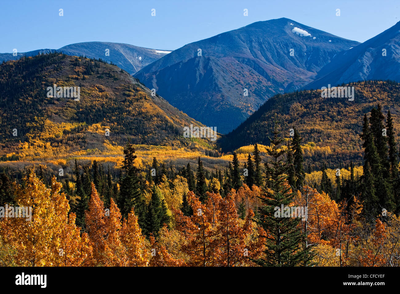 Fall colours along the Campbell Highway, Yukon, Canada Stock Photo - Alamy