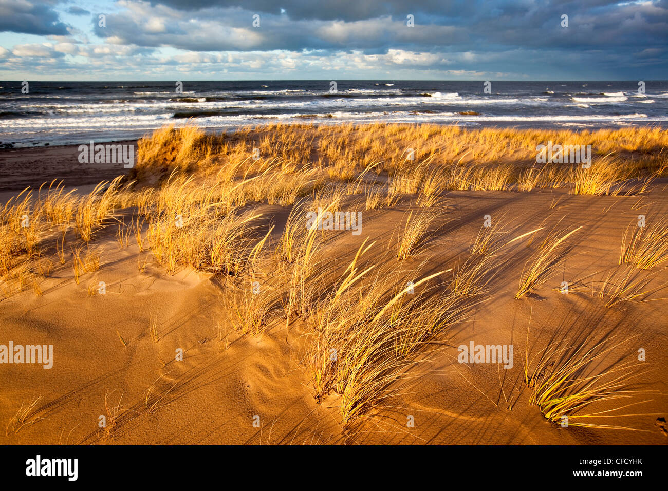 Leaf of marram grass hi-res stock photography and images - Alamy