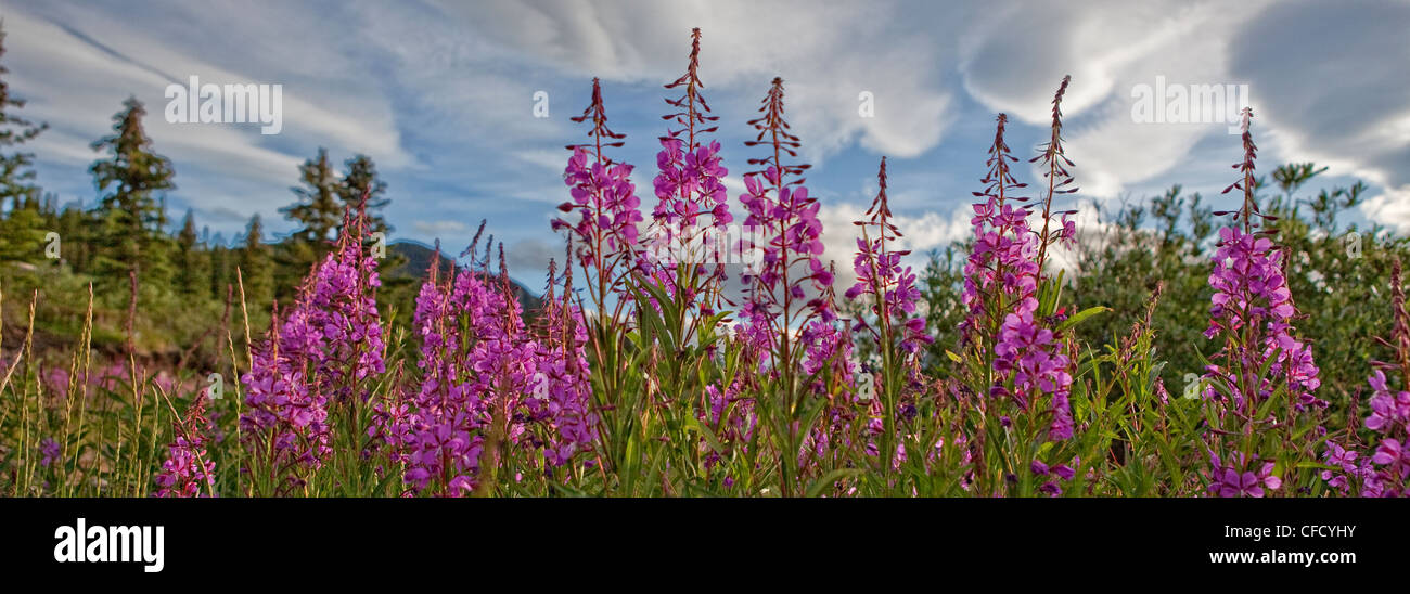 Fireweed, Yukon, Canada Stock Photo - Alamy