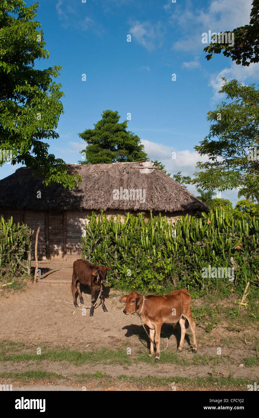Small home and cows in rural area near Holguin, Cuba Stock Photo - Alamy