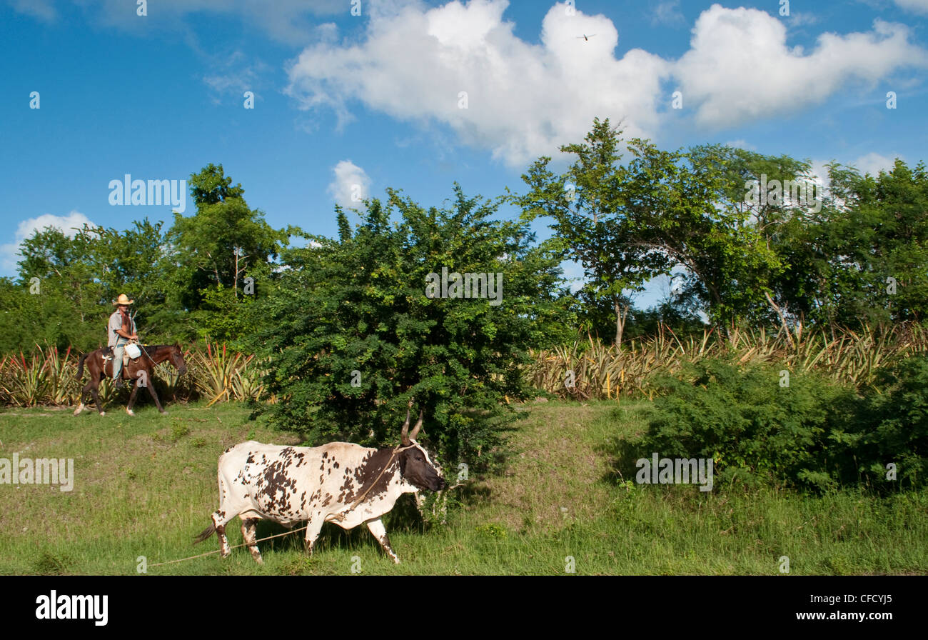 Farmer herding cattle in rural area near Holguin, Cuba Stock Photo - Alamy