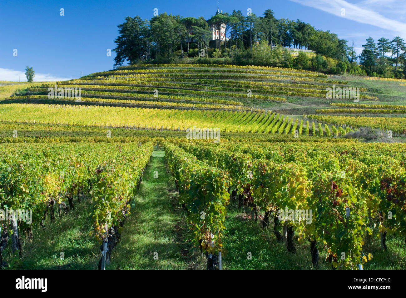 Vineyards, St. Emilion, Gironde, France, Europe Stock Photo - Alamy