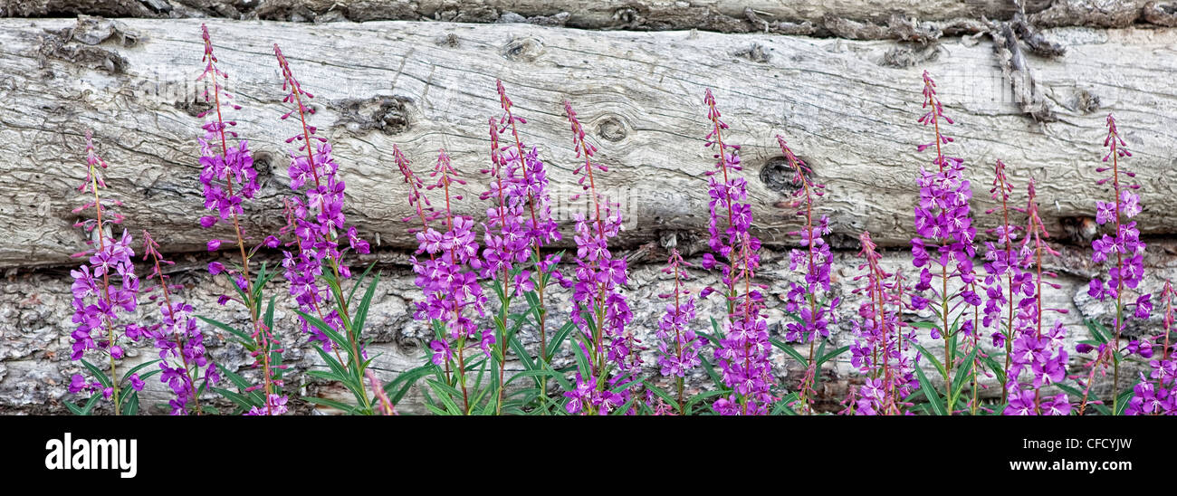 Fireweed, Yukon, Canada Stock Photo - Alamy