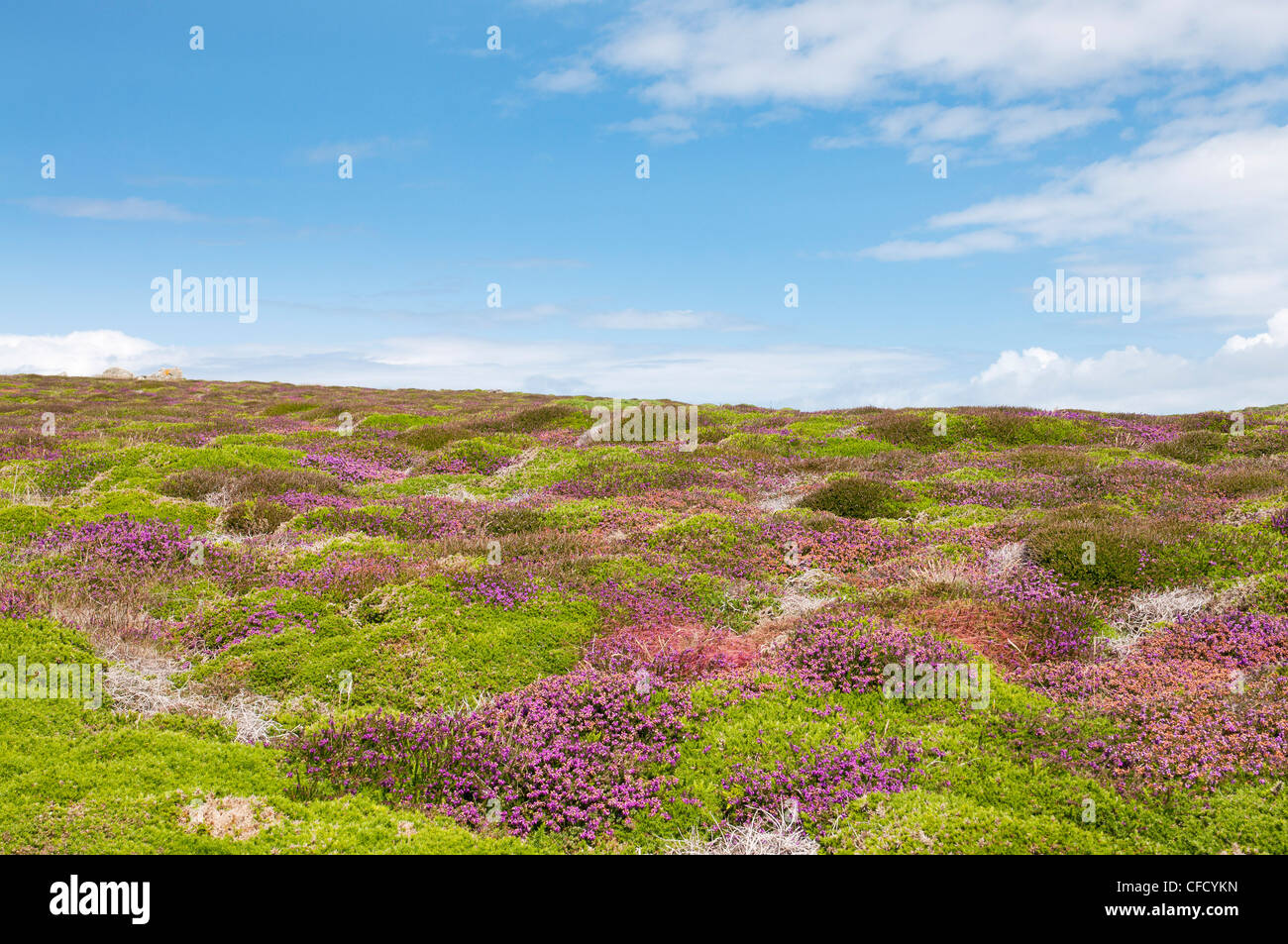 Patches of purple flowering heather near coast path in Cornwall, UK ...