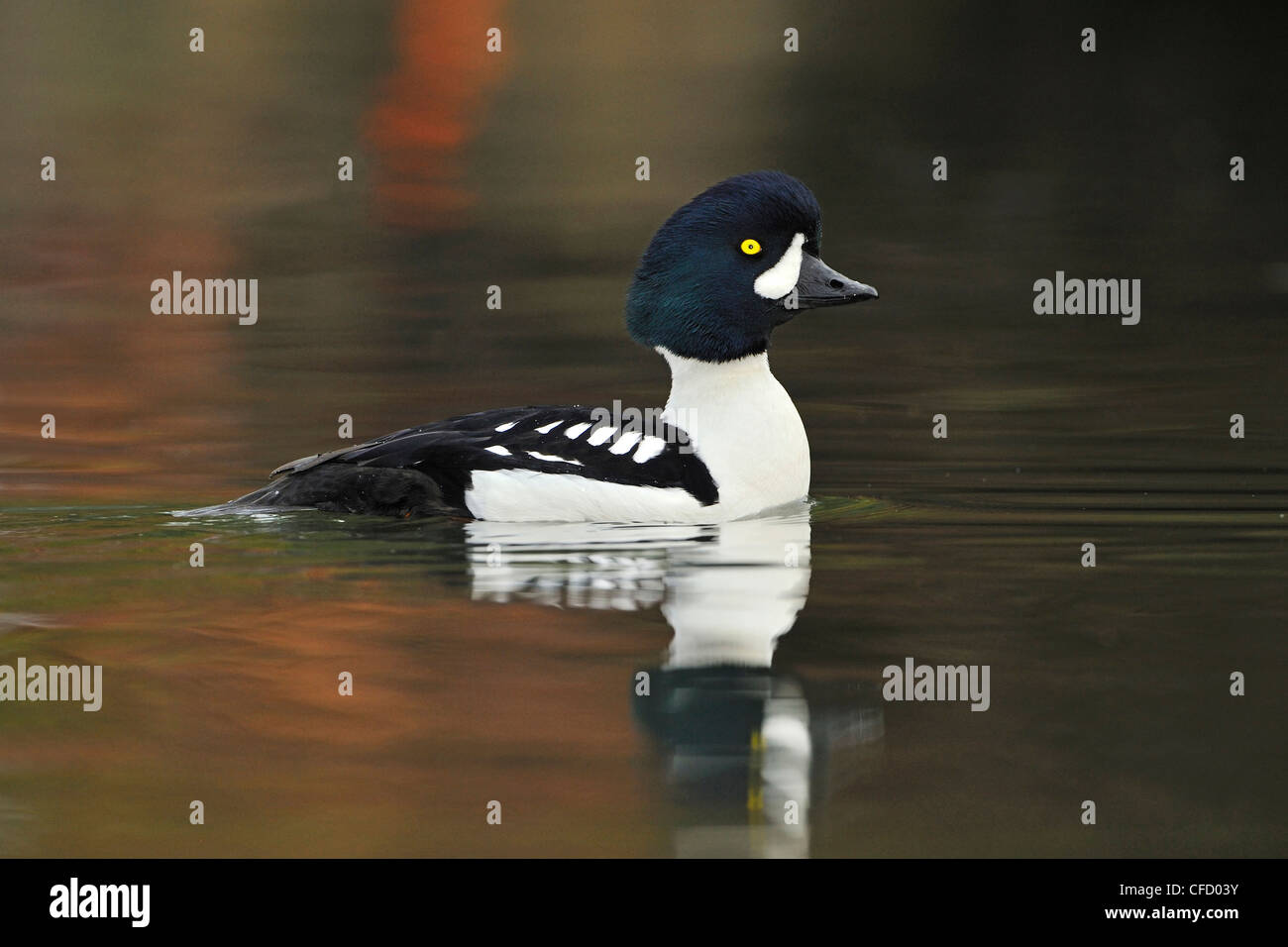 Barrow's Goldeneye (Bucephala islandica) swimming in Brentwood Bay ...